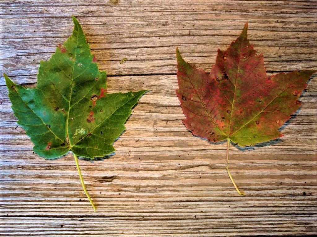 How To Identify a Maple Tree - Vermont Evaporator