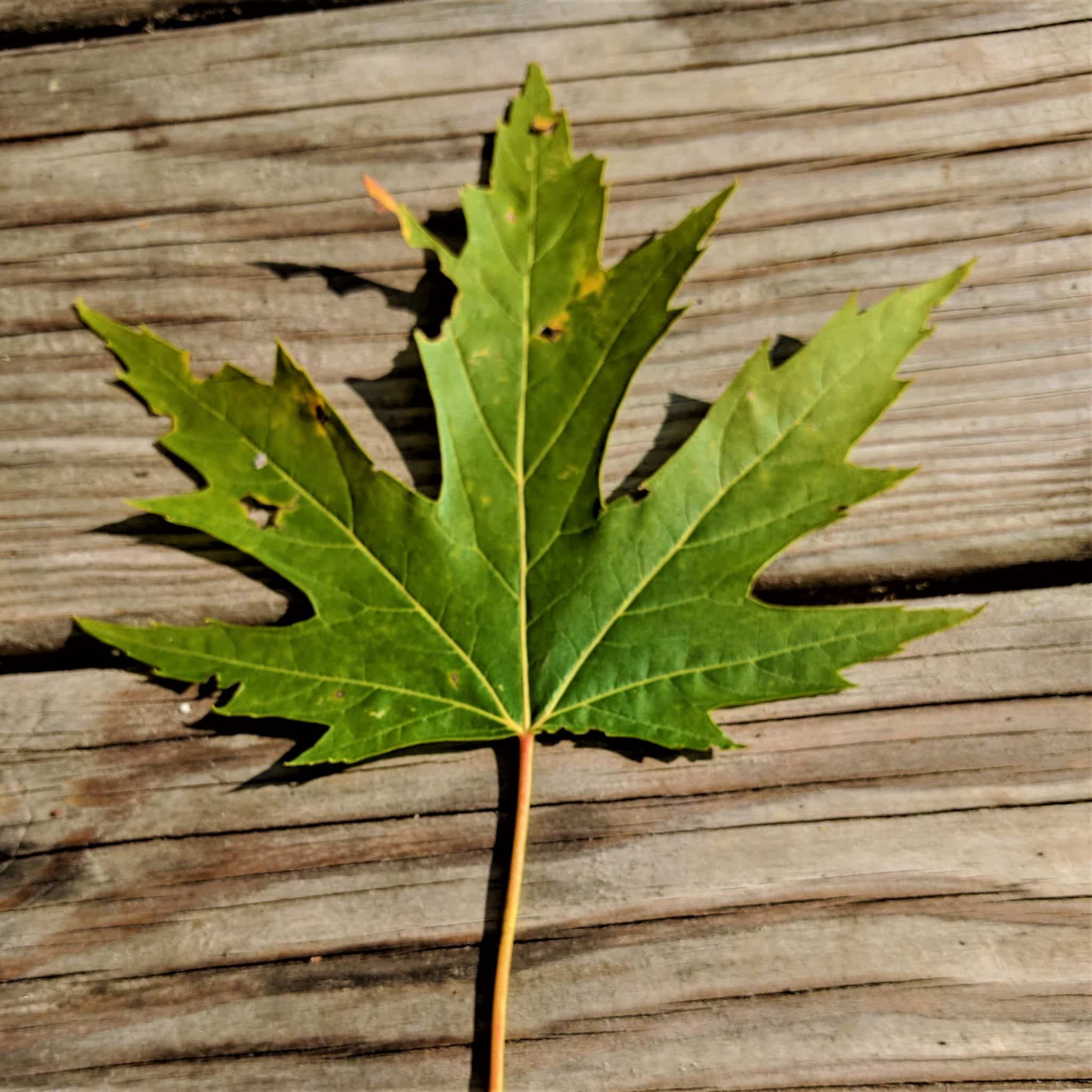 How To Identify a Maple Tree - Vermont Evaporator