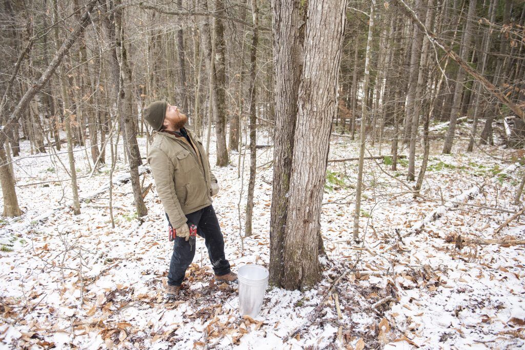 How to Tap a Maple Tree - Vermont Evaporator Company