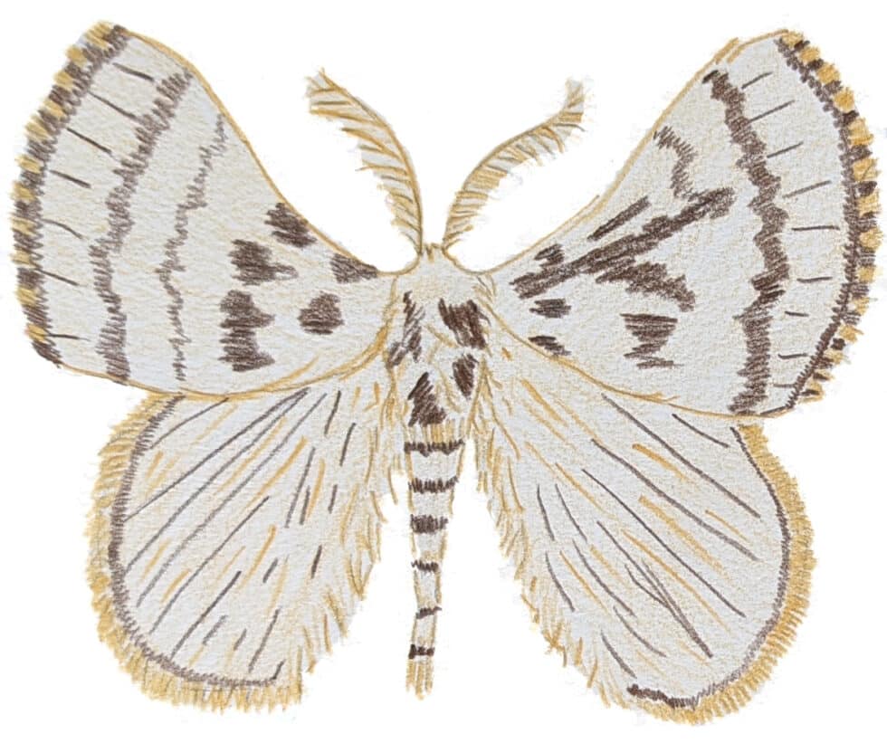 Six Notorious Pests of Maple - Vermont Evaporator Company