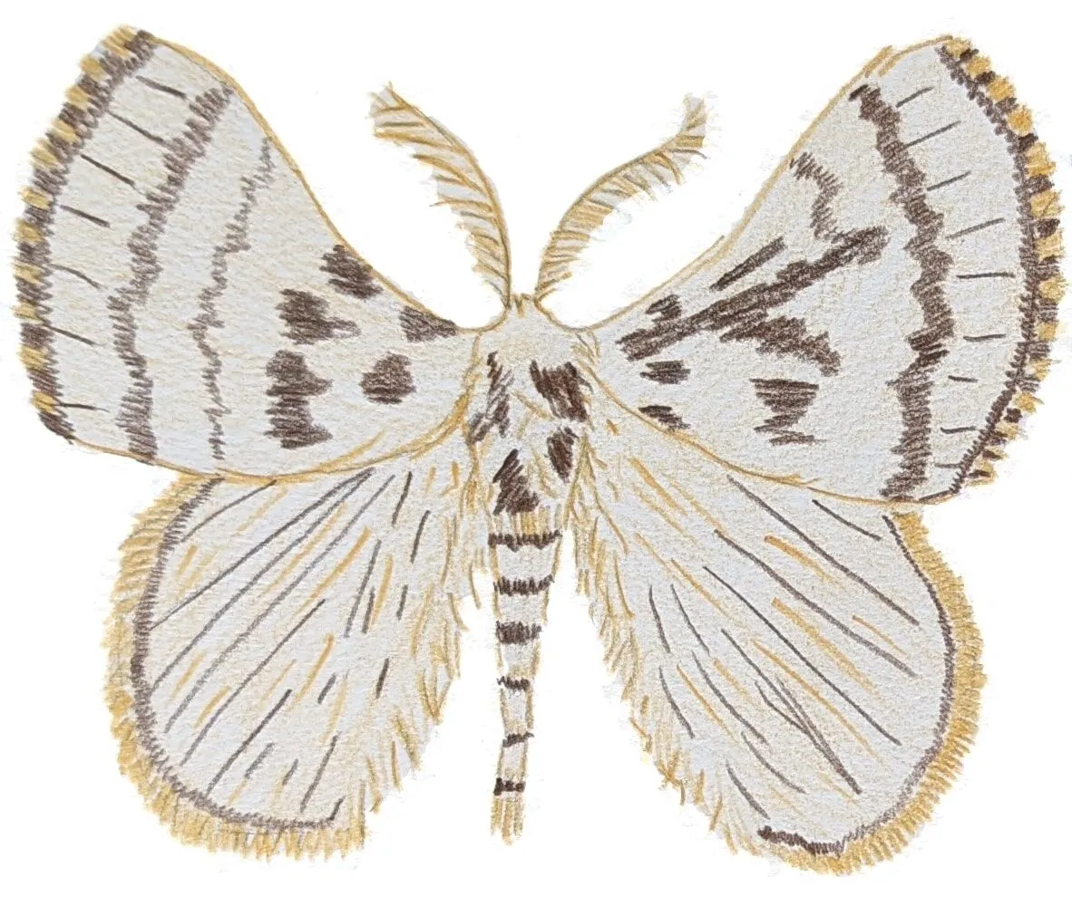 Six Notorious Pests of Maple - Vermont Evaporator Company