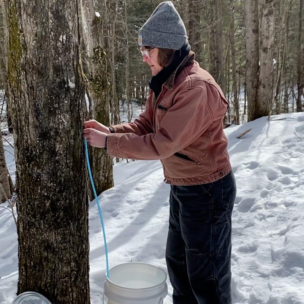 Making Maple Syrup On A Budget