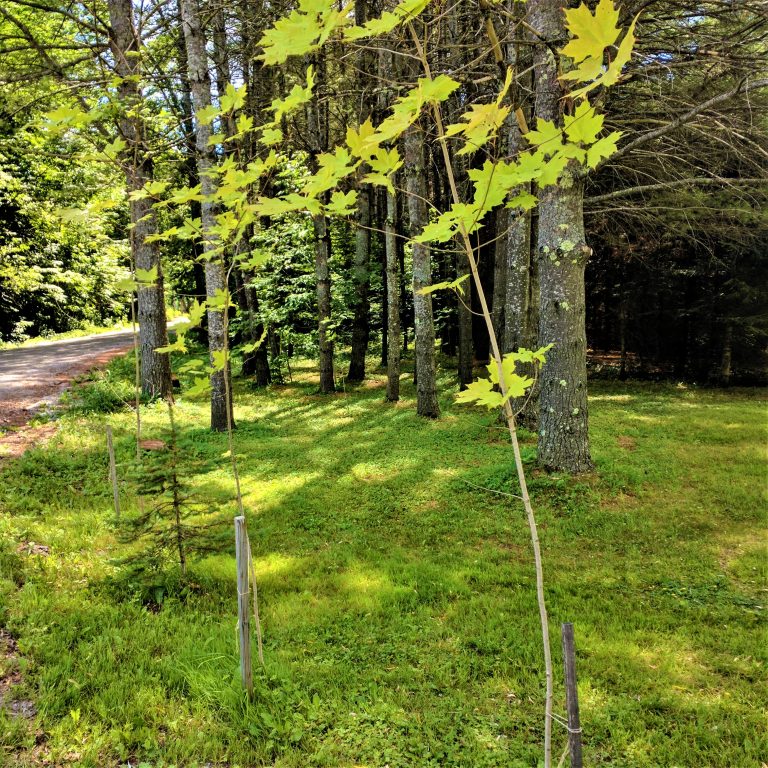 Planting Maples for Posterity - Vermont Evaporator Company