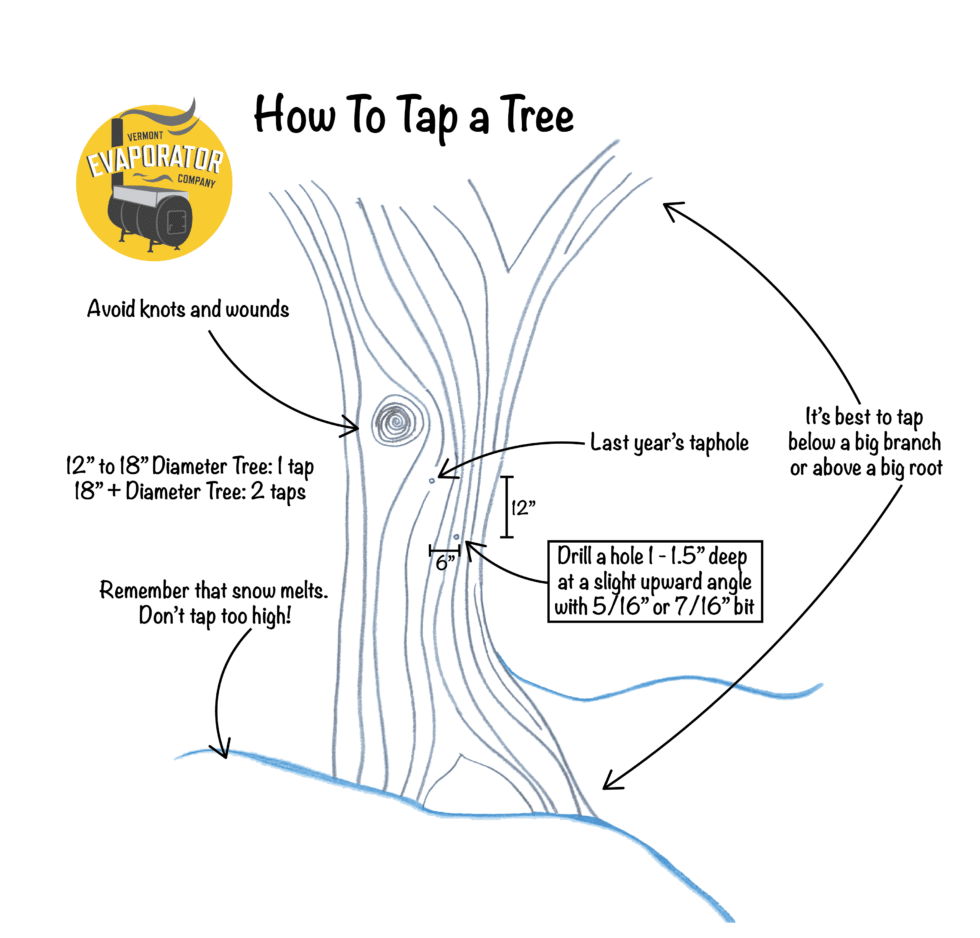 How to Tap a Maple Tree - Vermont Evaporator Company