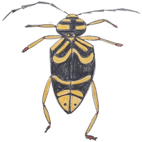 Six Notorious Pests of Maple - Vermont Evaporator Company